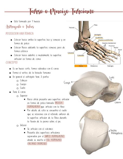 HUESOS TARSO | Yhesica Apaza Quispe | uDocz