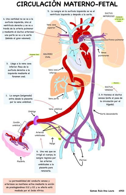Circulación Materno Fetal | Ana | uDocz