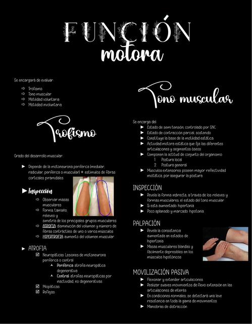 FUNCIÓN MOTORA | Elizabetth H.S. | uDocz