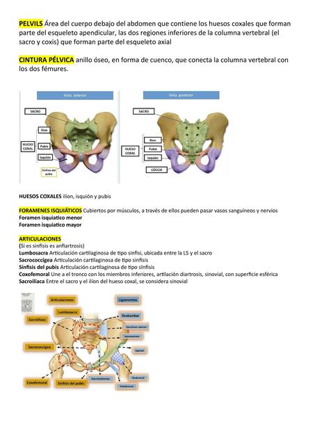 Pelvis Fabi Lobatico Udocz