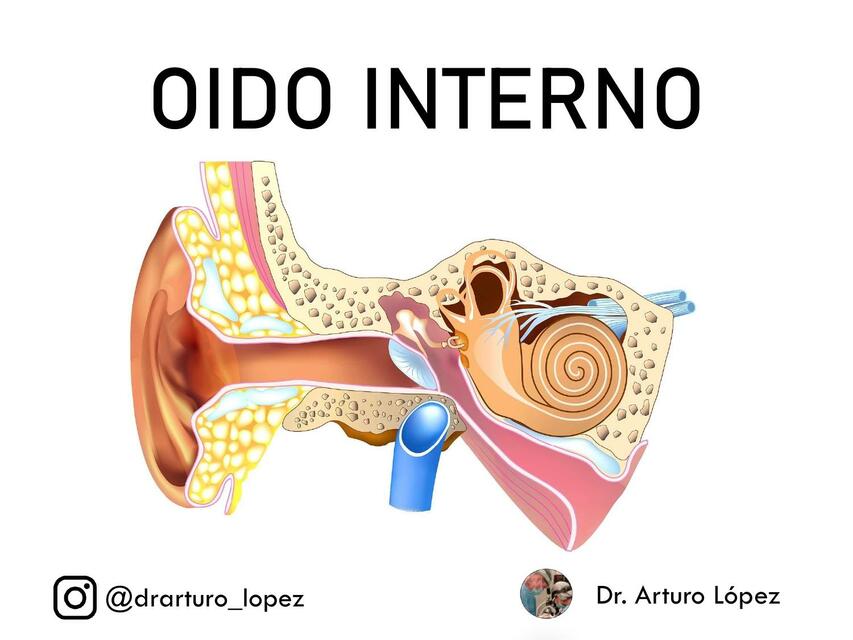 Sentido de la audición y el equilibrio | Ana Lopez | uDocz
