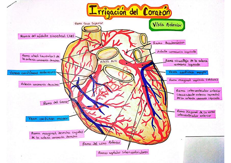 Irrigación Del Corazón Carly Bayas Udocz