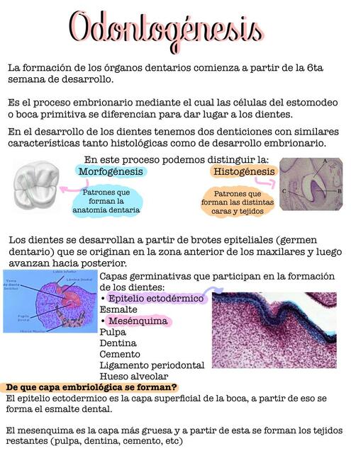 Odontogenesis | Jaqueline | uDocz