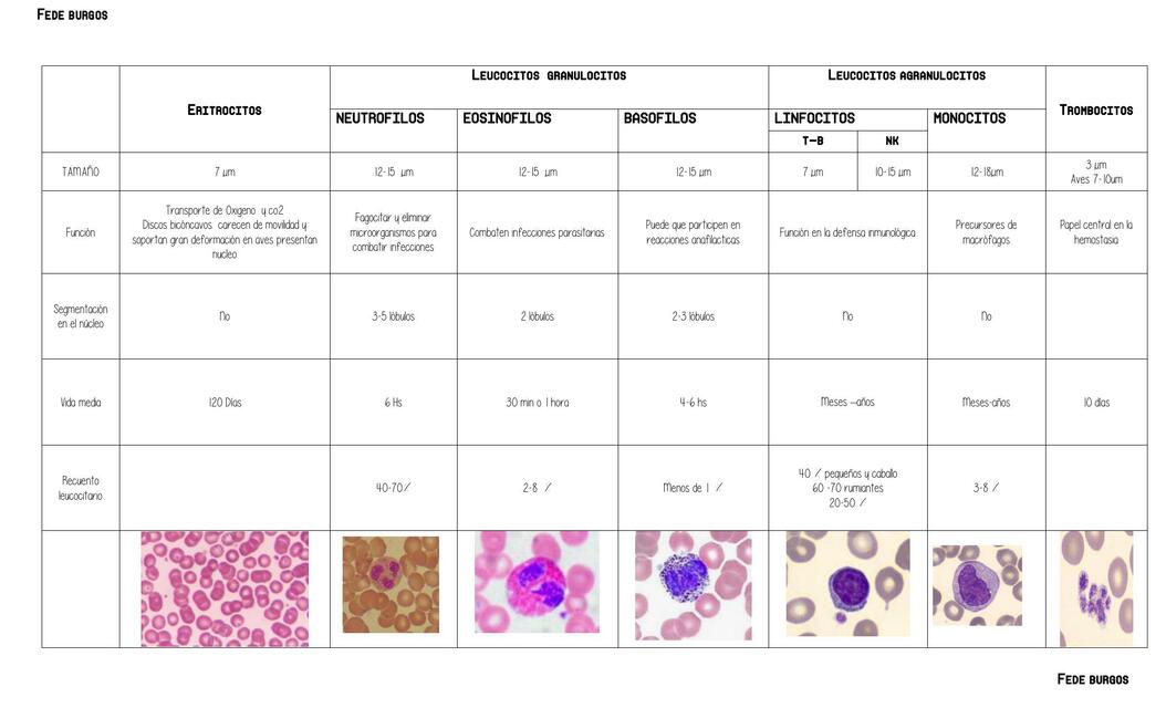 Sangre | FEDERICO | uDocz