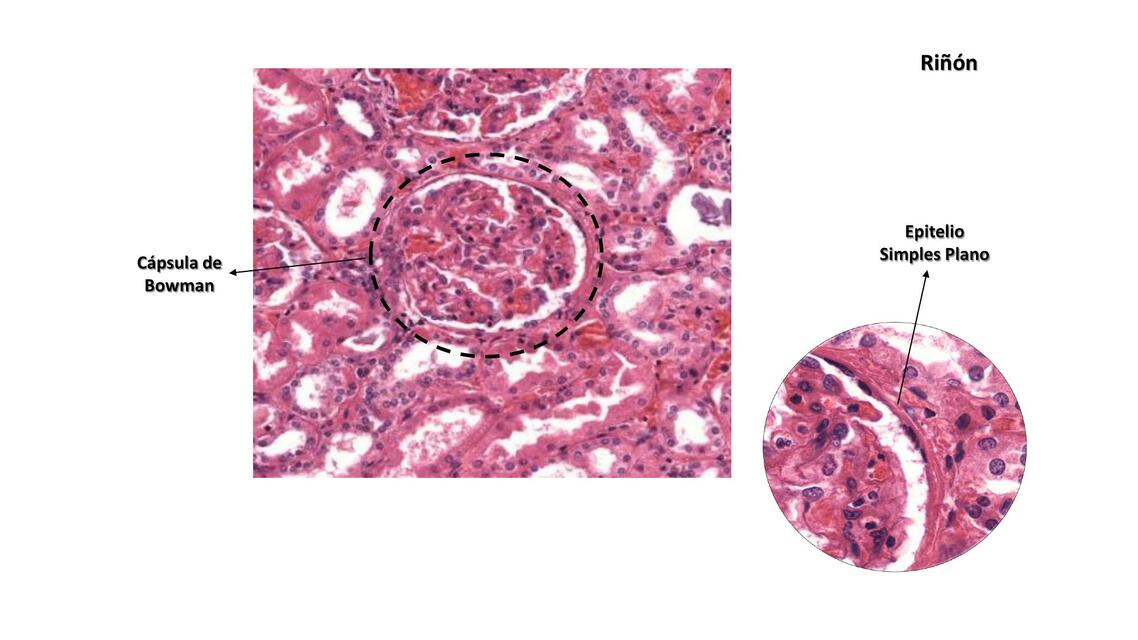 Histologia - Láminas | Neuronita | uDocz