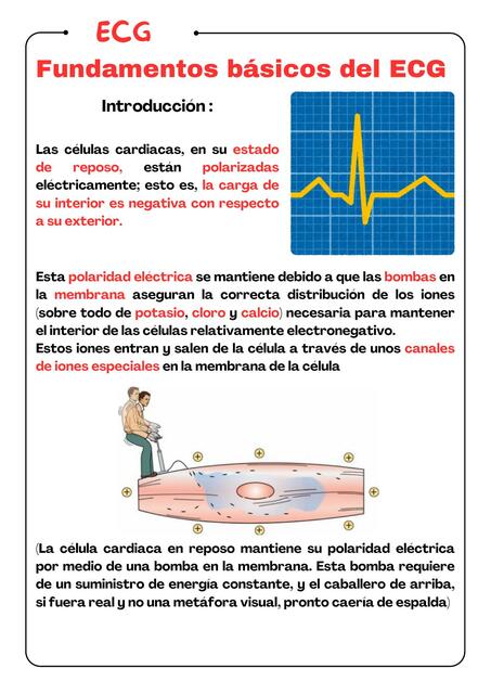 Fundamentos básicos del ECG Actividad eléctrica | Luis Esquivel Peña ...