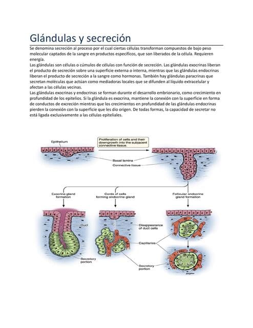 Flashcards de Glándulas y secreción docx | Por Katy Grenat | uDocz