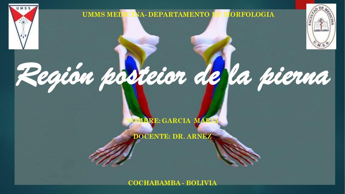 Anatomia Región posterior de la Pierna | MARIA RENE GARCIA DELGADILLO ...