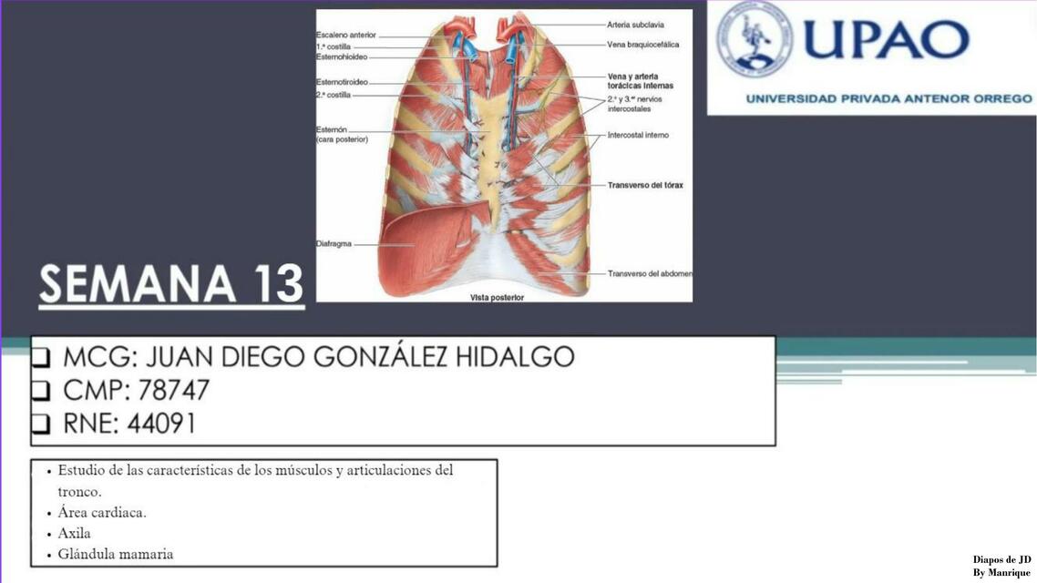 SEMANA 13 ANATOMÍA JD | Jadira Silva | uDocz