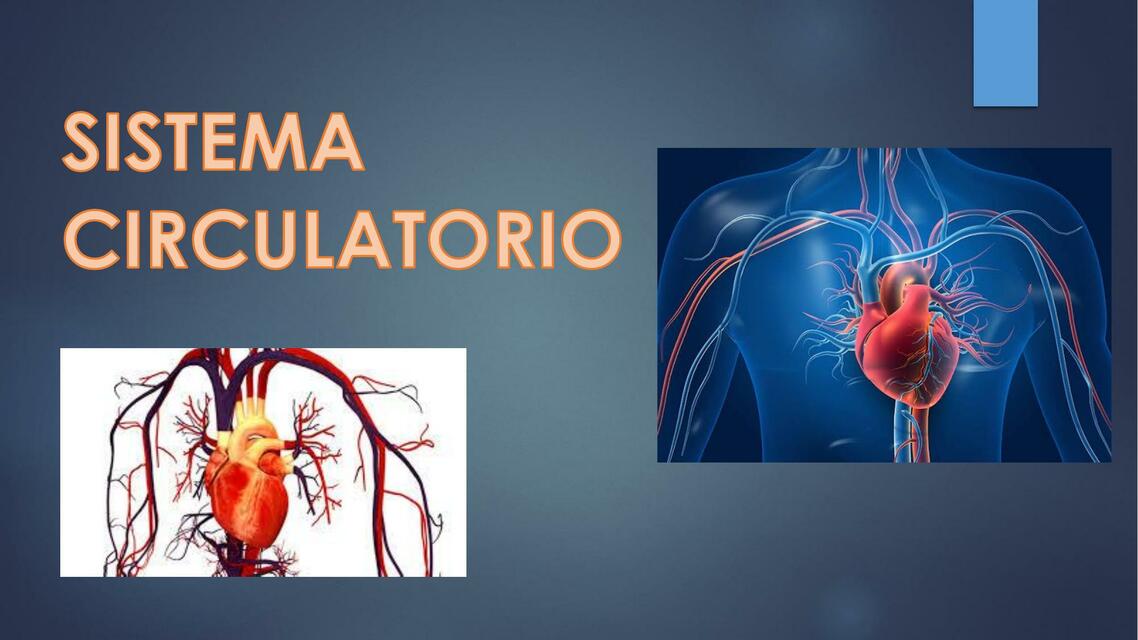 Sistema circulatorio | Willy | uDocz