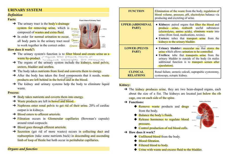 6 Urinary system | Ligia Luzheyka González Guevara | uDocz