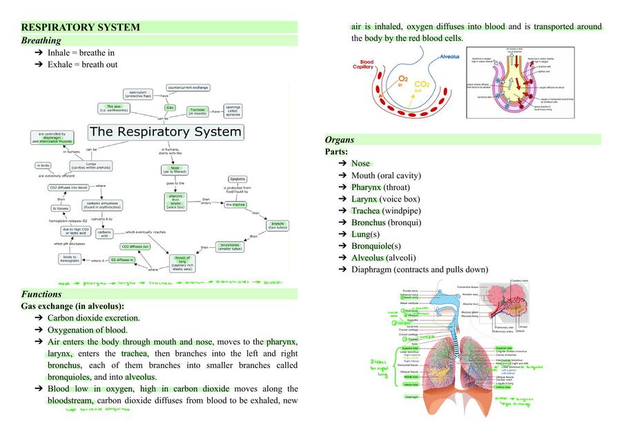 5 Respiratory system | Ligia Luzheyka González Guevara | uDocz