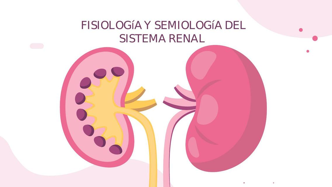 FISIOLOGíA Y SEMIOLOGíA DEL SISTEMA RENAL | Medicina Óptima | uDocz