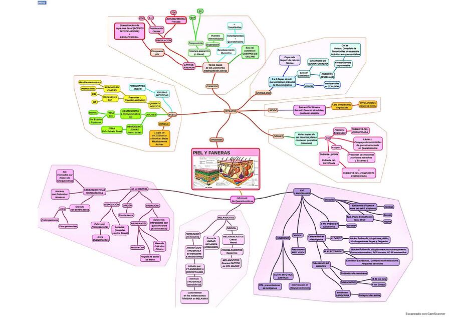 Histología piel y faneras | MARIA RENE GARCIA DELGADILLO | uDocz