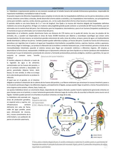 hidatidosis biologica | agostina | uDocz