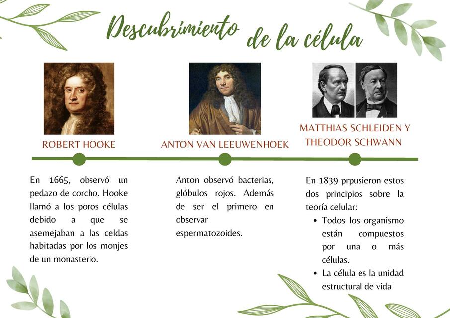 Flashcards de DESCUBRIMIENTO DE LA CÉLULA | Por Mundo Preuniveristario | uDocz