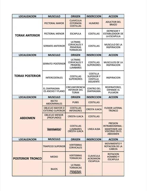 Cuadro musculos del tronco | Celeste Codutti | uDocz