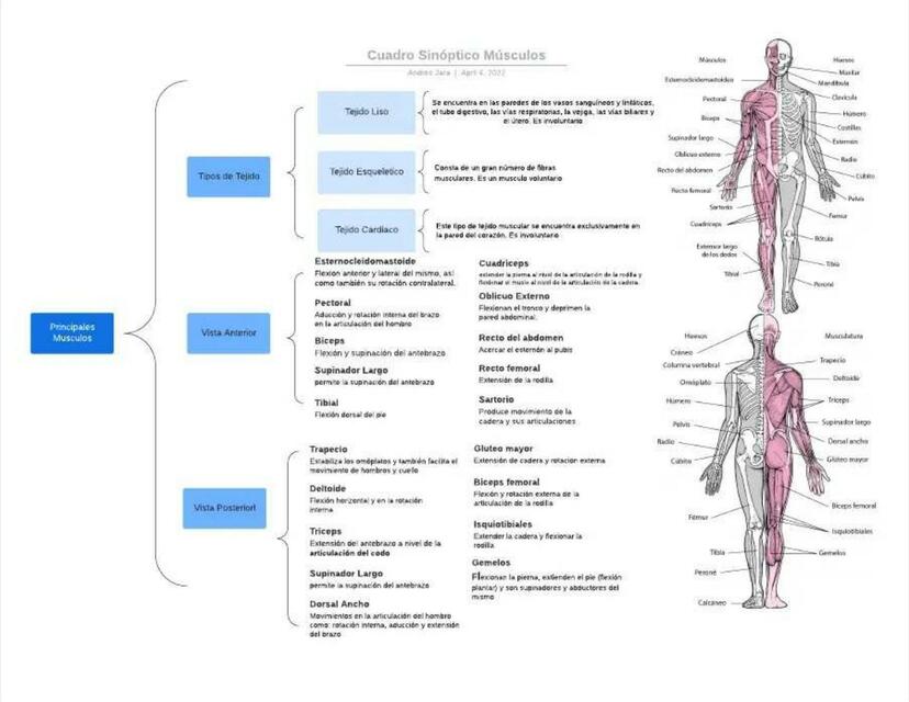 Cuadro sinoptico de musculos | Celeste Codutti | uDocz