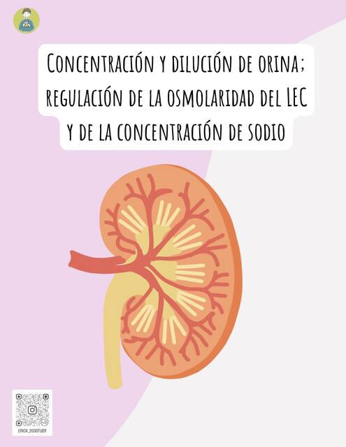 Concentración y dilución de orina Cap 29 guyton ed | Erick Gómez | uDocz