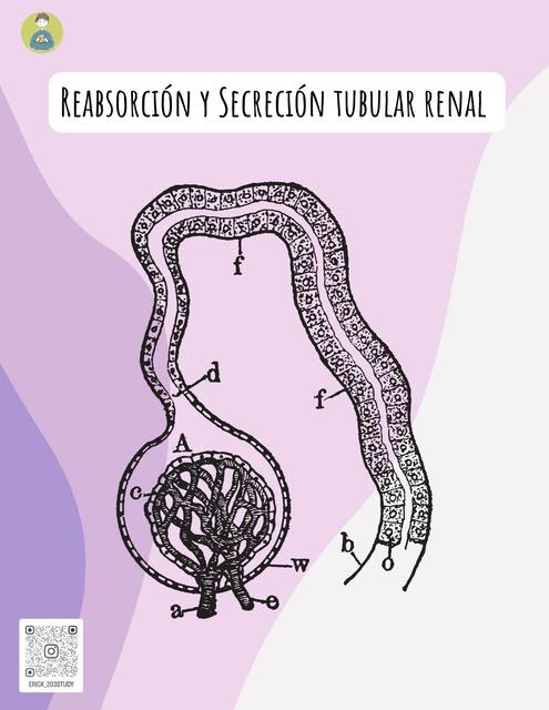 Reabsorción y secreción tubular renal cap 28 guyto | Erick Gómez | uDocz