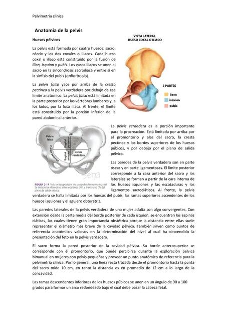 Anatomia de la pelvis | Celeste Codutti | uDocz