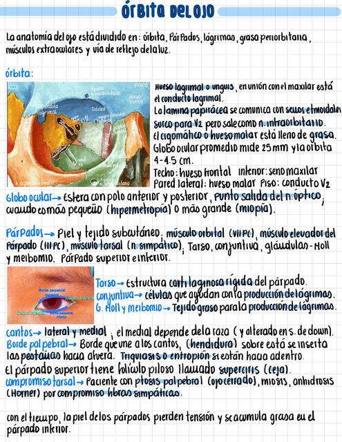 Anatomía del Ojo | medsense_ | uDocz