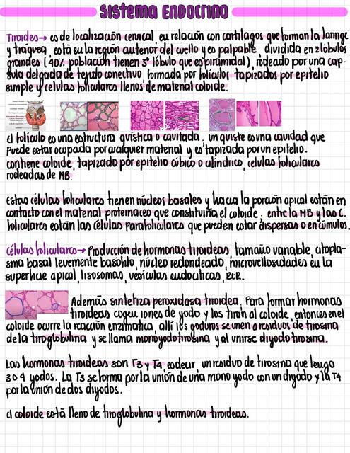 Histología sistema endocrino | medsense_ | uDocz