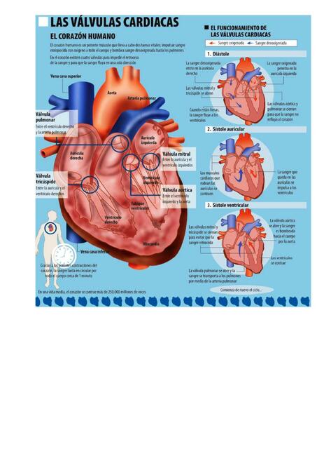 valvulas cardiacas anatomia | Francina Alonso | uDocz