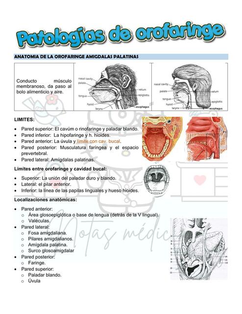 Orofaringe | Notas Médicas | uDocz