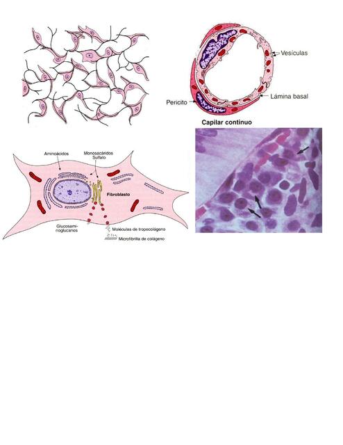 imagenes de histo 1 | Ailyn Carolina Camacho Arenas | uDocz