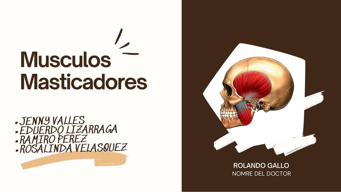 Musculos Masticadores | Rosalinda | uDocz