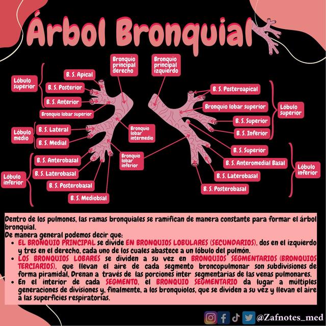 Árbol bronquial | Yuleisy Roque Garcia | uDocz