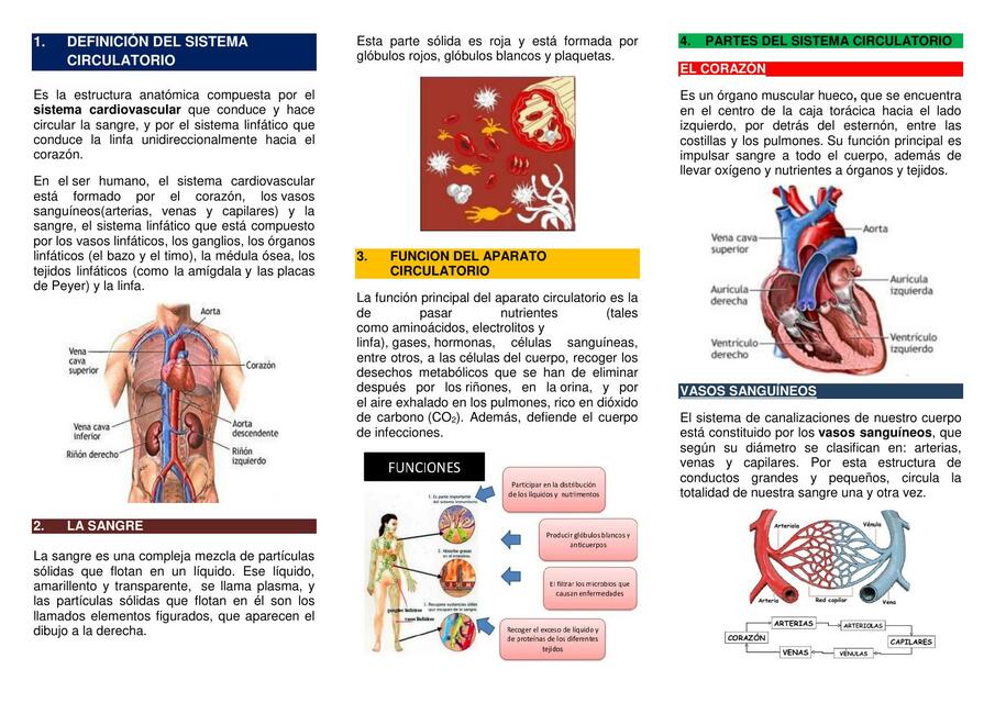 Trípticos enfermedades sistema circulatorio | uDocz