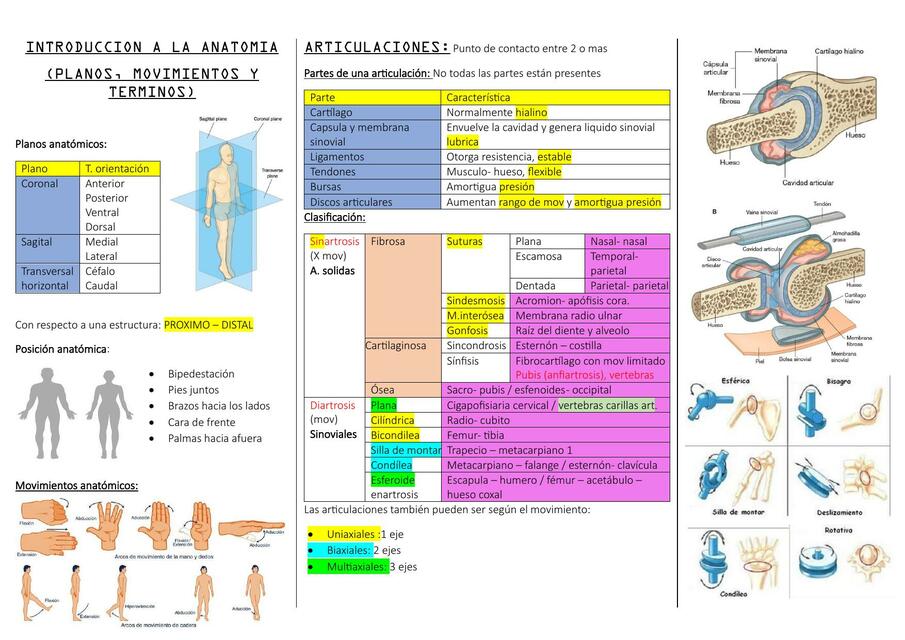 Flashcards de INTRODUCCION A LA ANATOMIA PDF | Por TATIANA NICOLE | uDocz