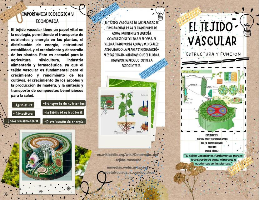 Tejido Vascular | Jimena | uDocz