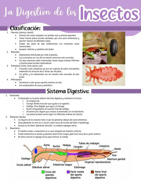 digestion de los insectos | Mafer Valencia | uDocz
