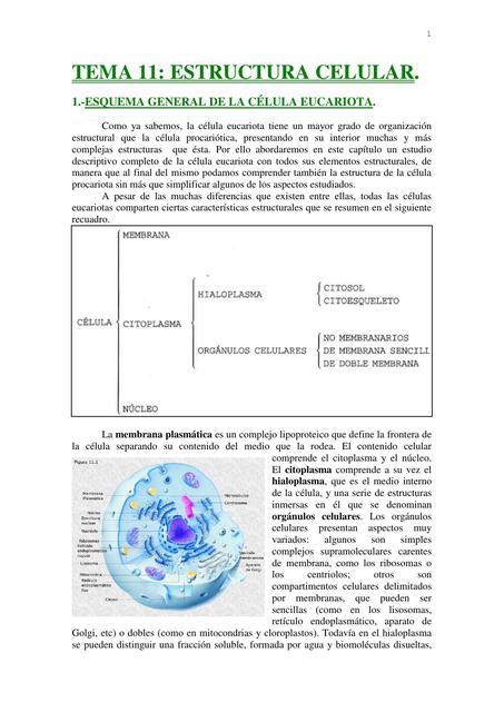 tema11 | Anto Pa | uDocz