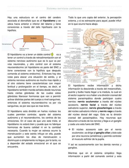 Sistema nerviosos autónomo | Eva Calderon | uDocz