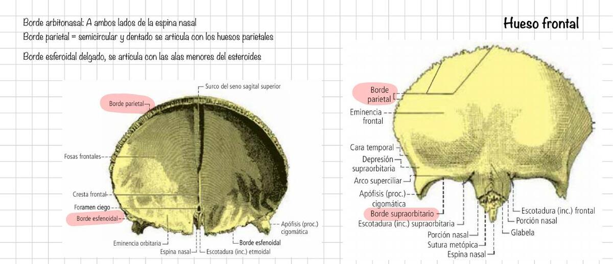Flashcard huesos craneo | Alejandra Leonela | uDocz