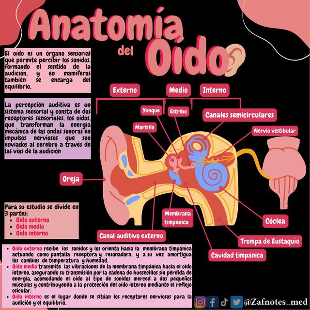 Anatomía del oído | Yuleisy Roque Garcia | uDocz