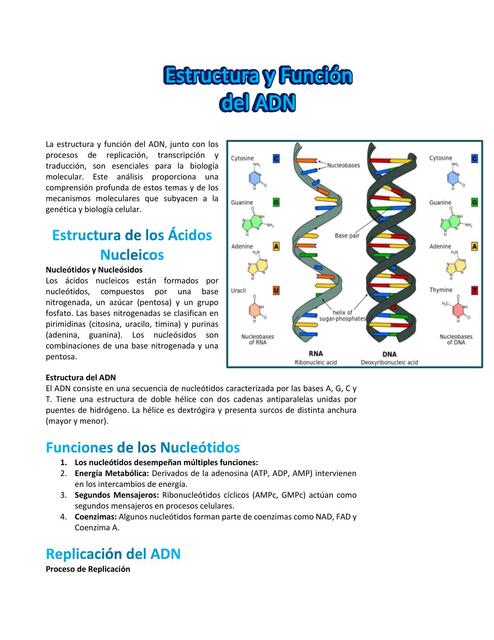 Estructura y Función del ADN | Allan Martinez | uDocz