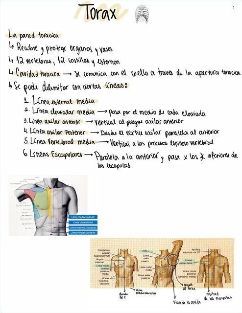 Torax Clase | MARTINA SOFIA | uDocz