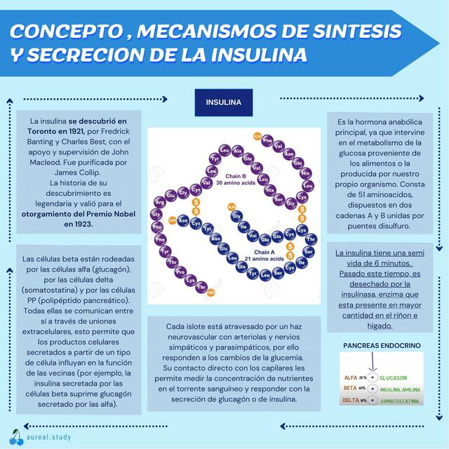 SINTESIS Y SECRECION DE LA INSULINA | aureal.study | uDocz