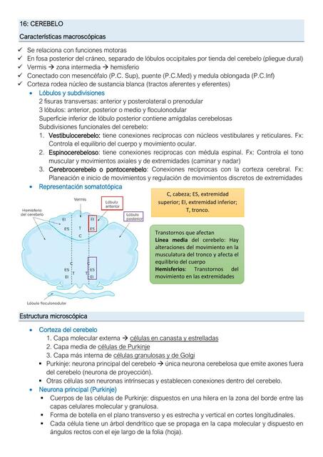 CEREBELO - FISIOLOGÍA | Futuro Doctor | uDocz