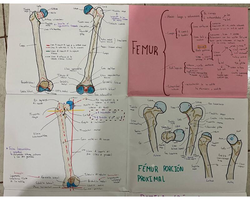 Infografía de huesos del miembro inferior | ALONDRA LOPEZ RUIZ | uDocz