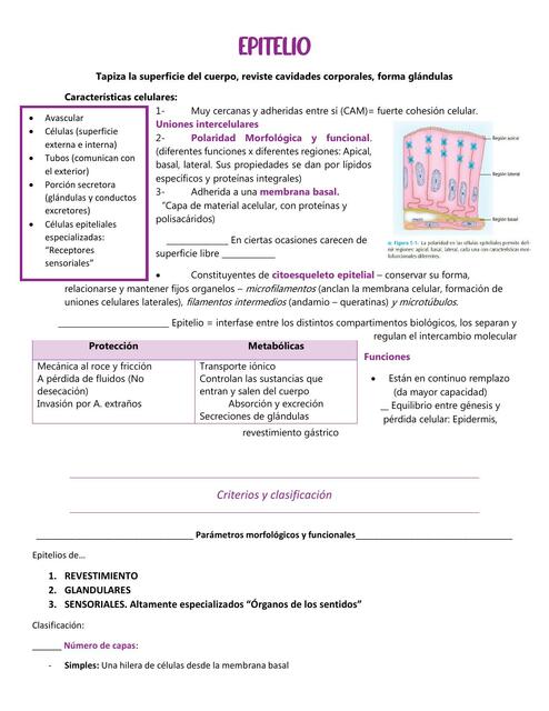 EPITELIO | Alexia Limon | uDocz