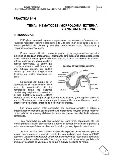 PRACTICA N 6 NEMATODOS 2 0 | JULISA CHARCA | uDocz