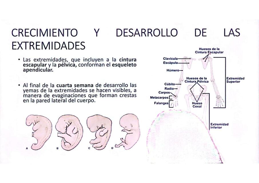 extremidades | Flores | uDocz