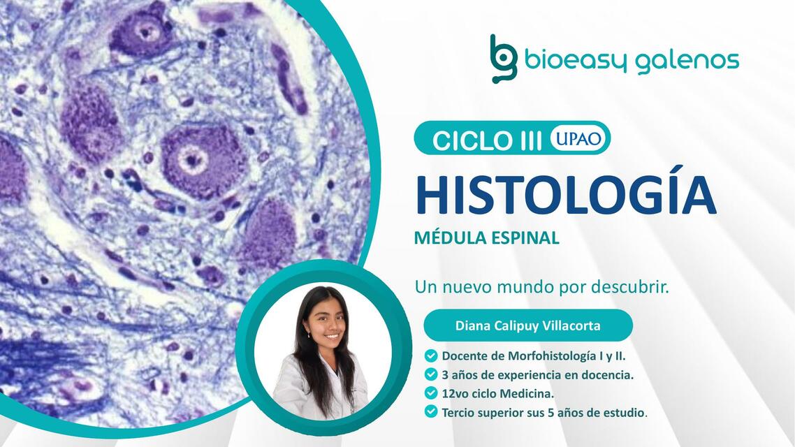 Histo T1 Médula | Matias Fabrizio Calderon Escuadra | uDocz