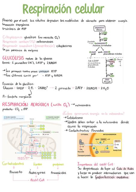 BIOLOGÍA respiración celular | uDocz